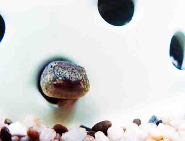 American Bullfrog Tadpole Metamorphosis: Free Images & Photographs from ...