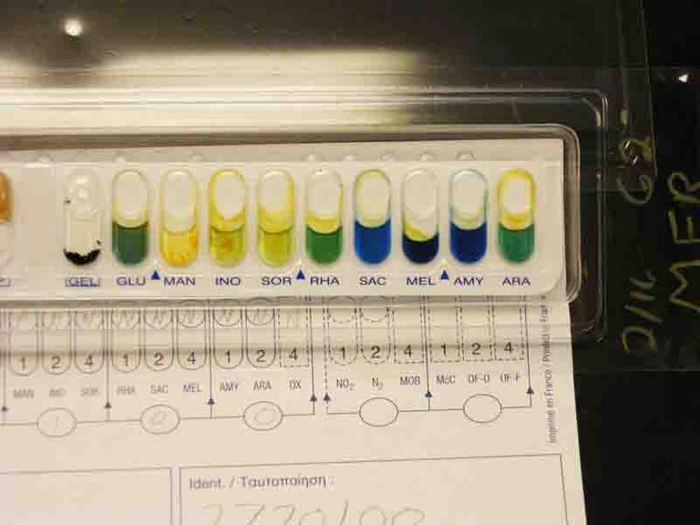 Microbiology Images: Science Photographs from Science Prof Online