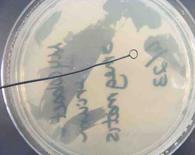 Aseptic Technique to Pour Bacterial Growth Media into Petri Dish